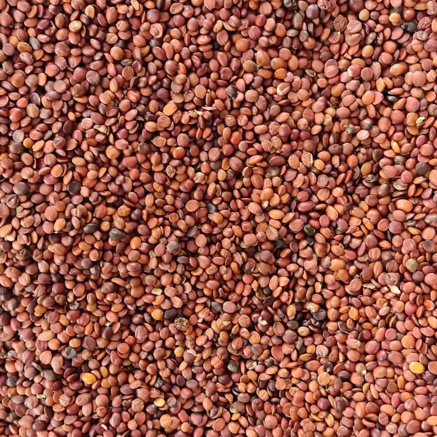 Suan Zao Ren/Sour Jujube Seed/Sour Jujube Kernel/Spina Date Seed ...