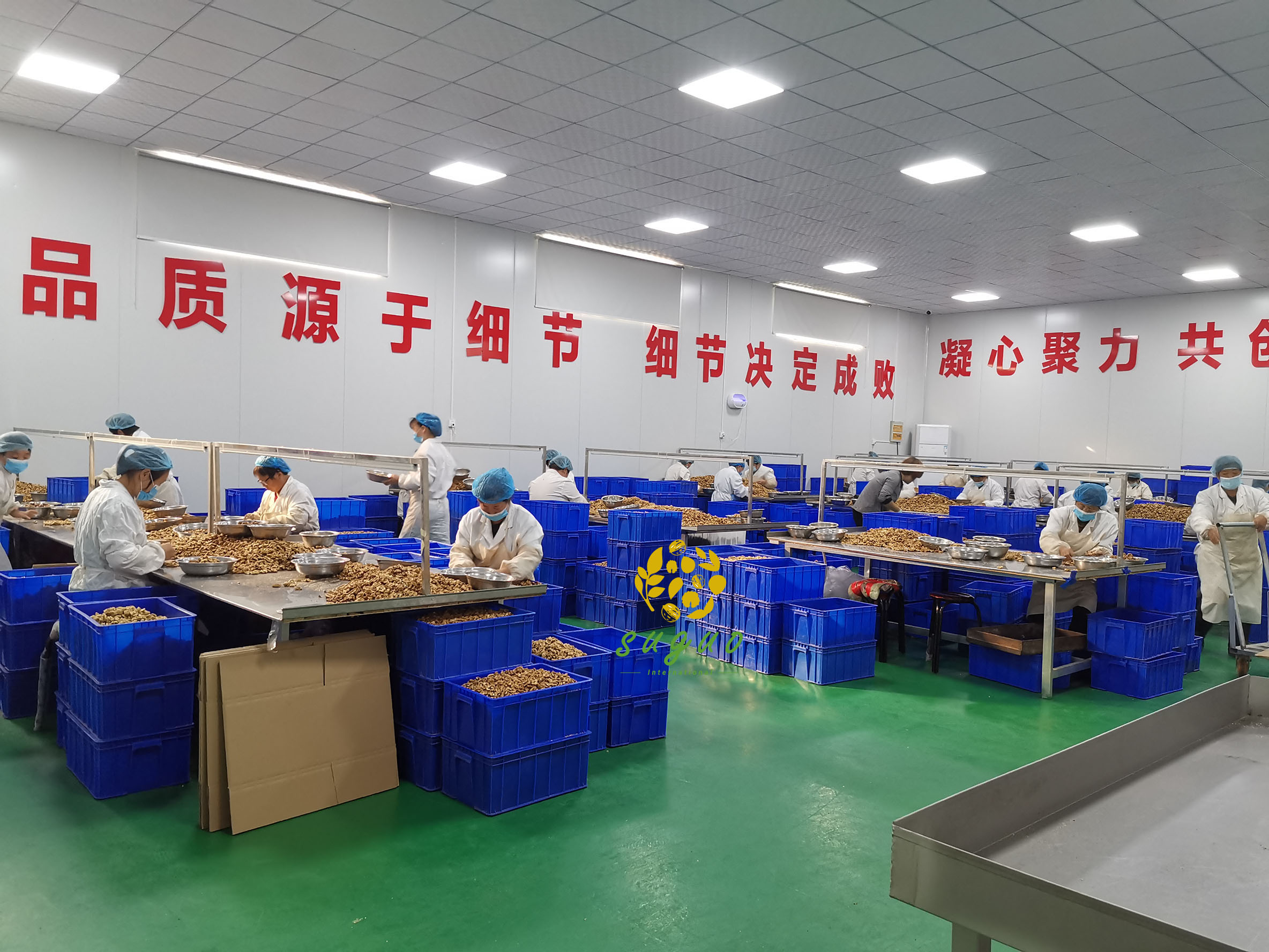 Light Amber Walnut Kernels manufacturers & supplier, Light Amber Walnut ...