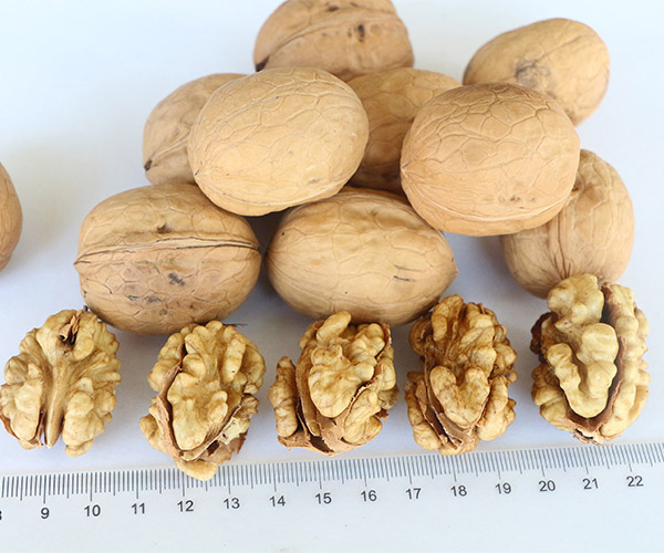 Xin2 Walnut Inshell, Hot sale Top quality Walnuts, Walnuts Kernels for ...